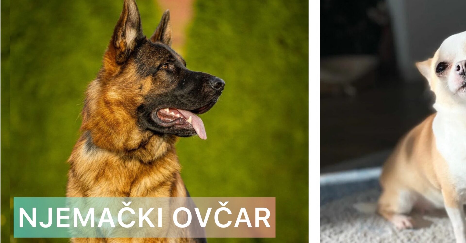 Ovo su 3 najodanije rase pasa: Uz vas su do kraja